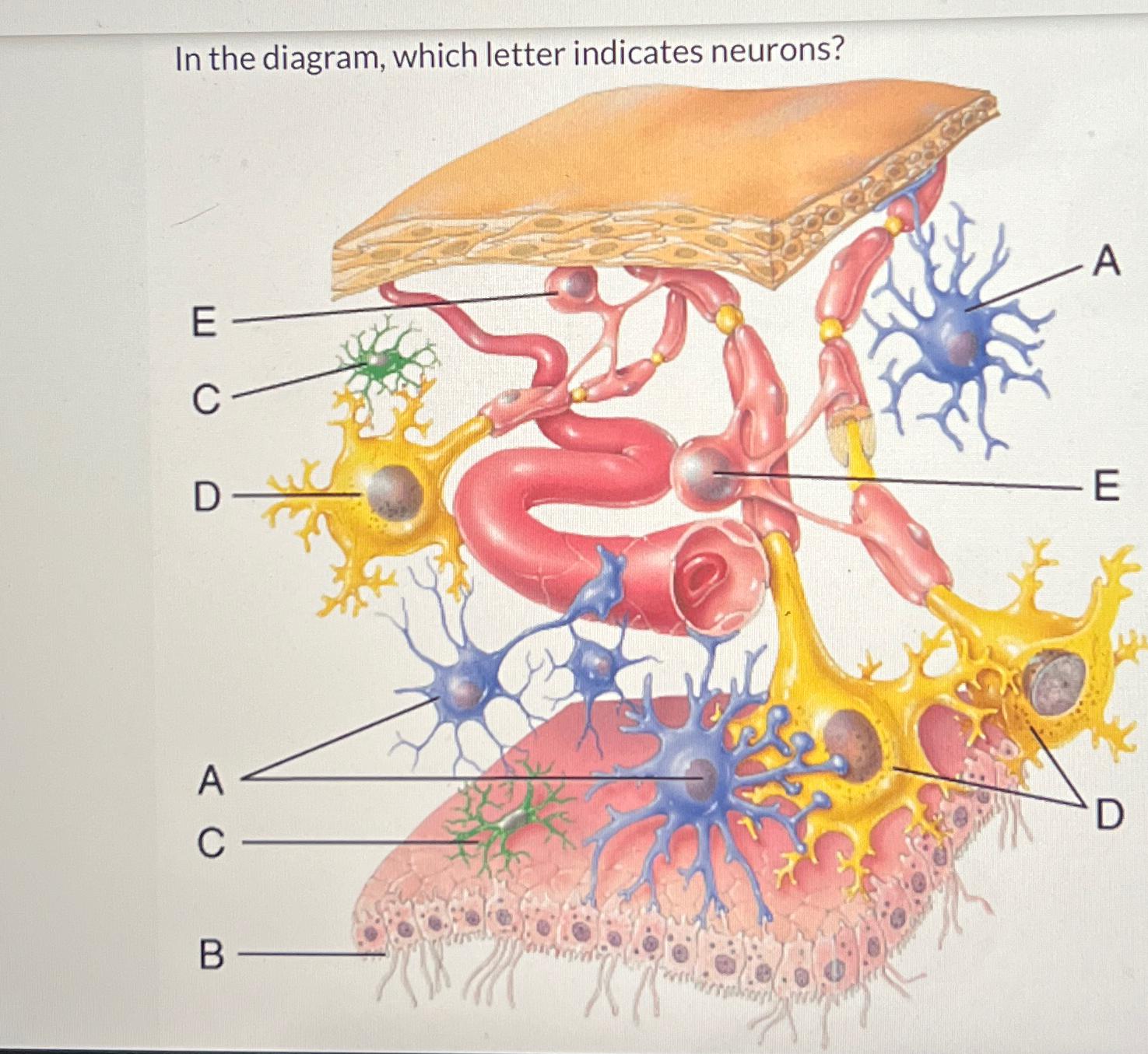 Solved In the diagram, which letter indicates neurons? | Chegg.com