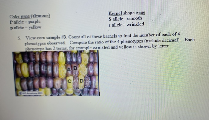 Solved Color gene (aleurone) Pallele = purple p allele | Chegg.com