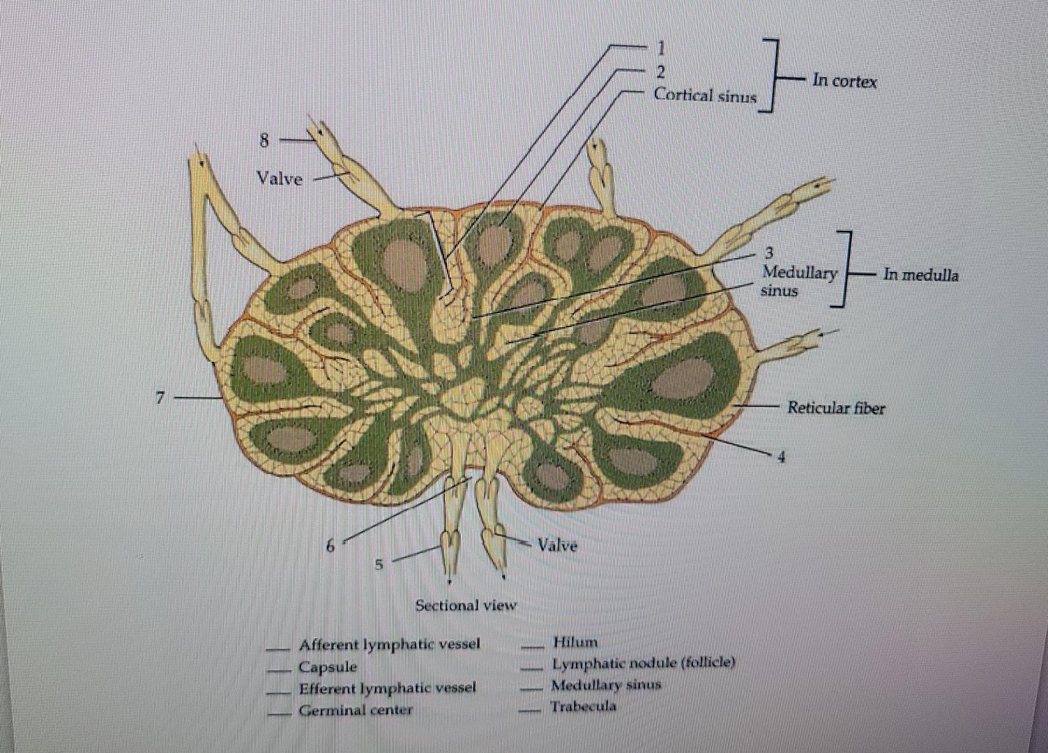 Solved 1 2 Cortical sinus In cortex 8 Valve 3 Medullary | Chegg.com