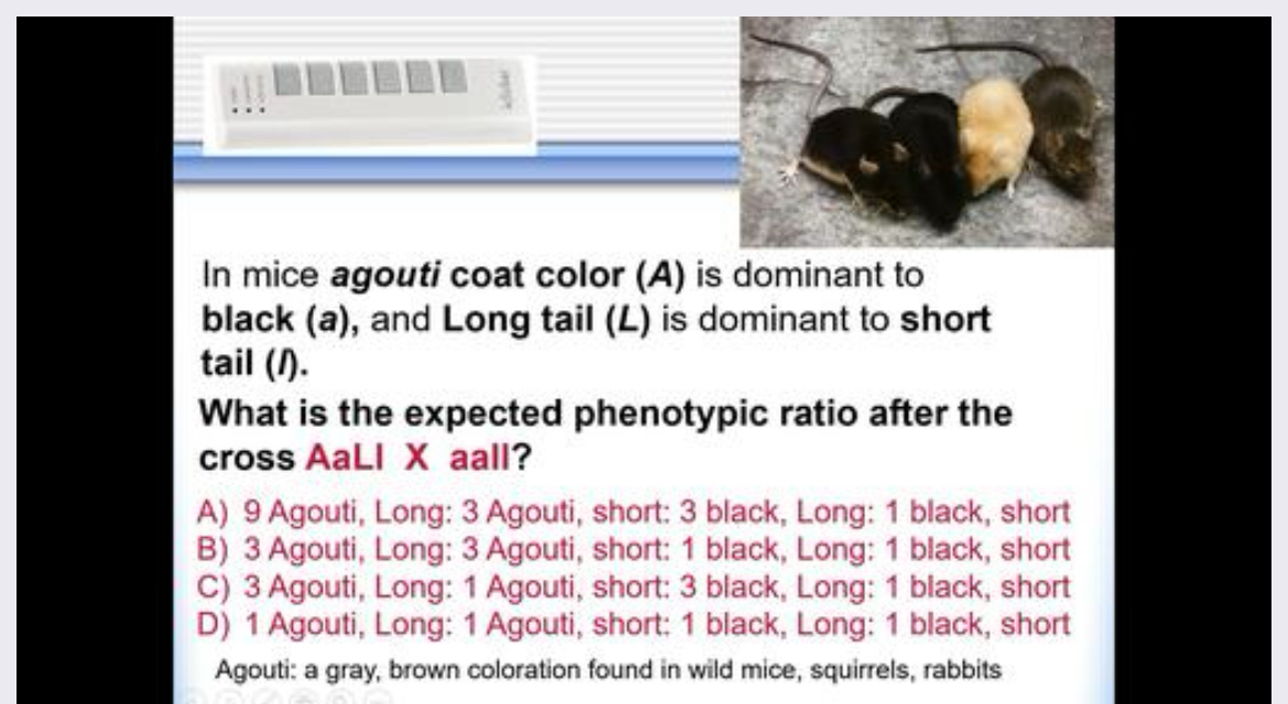 Solved In mice agouti coat color (A) ﻿is dominant to black | Chegg.com