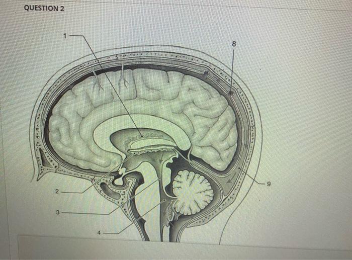 Solved QUESTION 2 What is produced by the structure labeled | Chegg.com