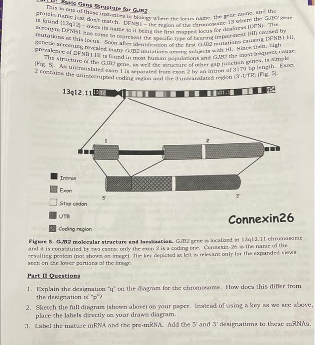 Solved Basic Gene Structure for GJB2 This is one of those | Chegg.com