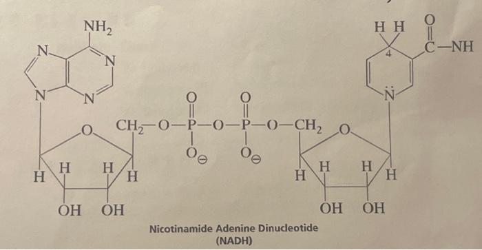 Solved (NADH) | Chegg.com