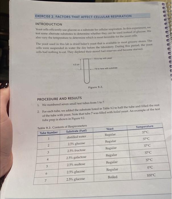 Solved INTRODUCTION Yeast cells efficiently use glucose as a | Chegg.com