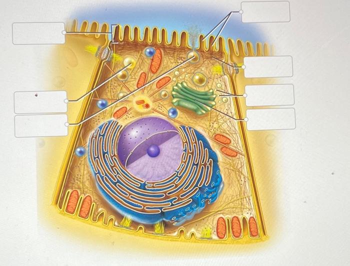 Solved HW 3 Cell Structure | Chegg.com