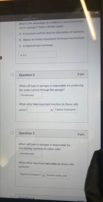 Solved What is the advantage of a folded or convoluted body | Chegg.com