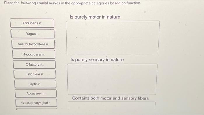 Solved Place the following cranial nerves in the appropriate | Chegg.com