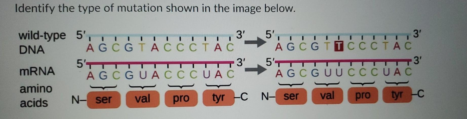 Solved Identify the type of mutation shown in the image | Chegg.com