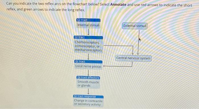 Solved Can you indicate the two reflex arcs on the flowchart | Chegg.com