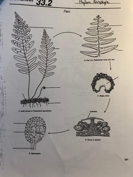Solved Worksheet 33.3 Phylum Pterophyta Fern Gametophyte A | Chegg.com