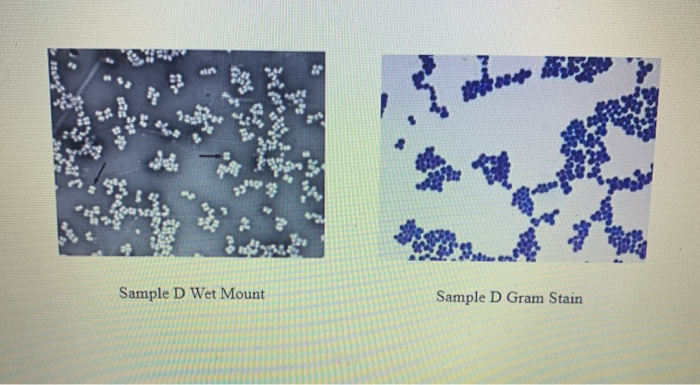 Solved Identification of Unknown D: Results Interpretation | Chegg.com