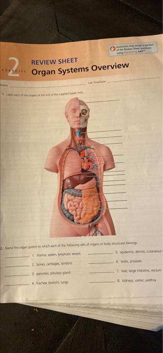 Solved XCISE REVIEW SHEET Organ Systems Overview Neste to | Chegg.com