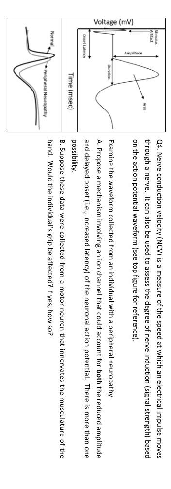 Q4. Nerve conduction velocity ( NCV ) is a measure of | Chegg.com