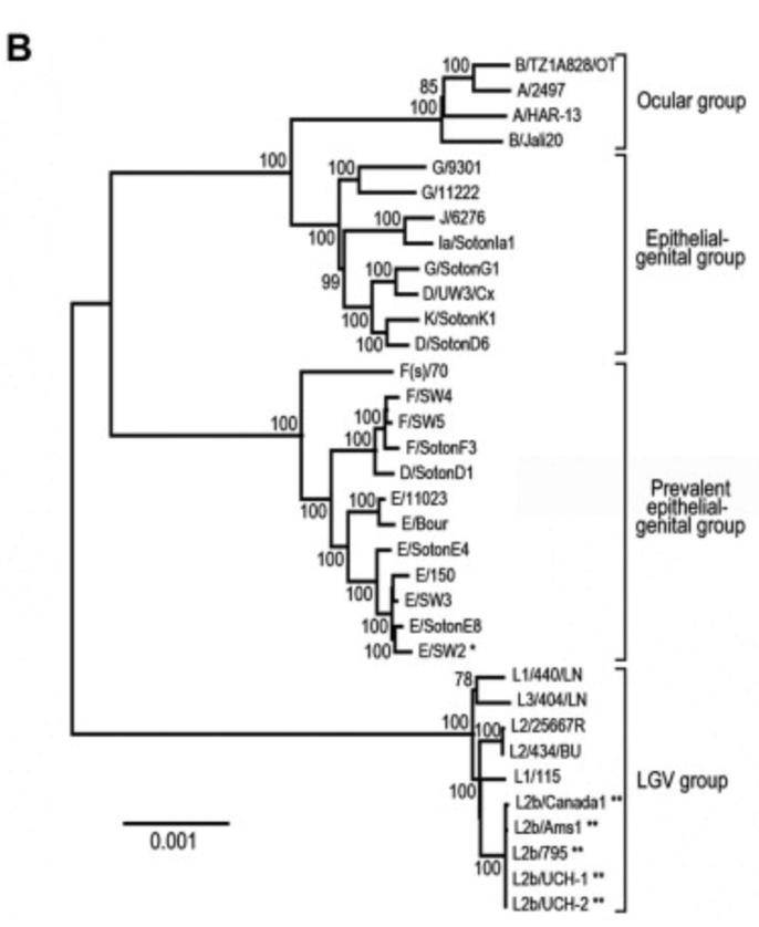Solved |Different species of the Chlamydia genus | Chegg.com