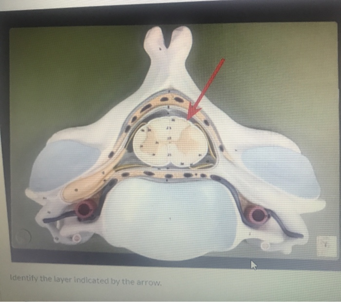 Solved - Identify the layer indicated by the arrow. | Chegg.com