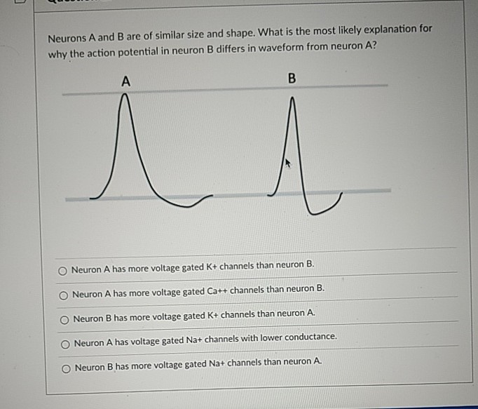 Solved Neurons A and B are of similar size and shape. What | Chegg.com