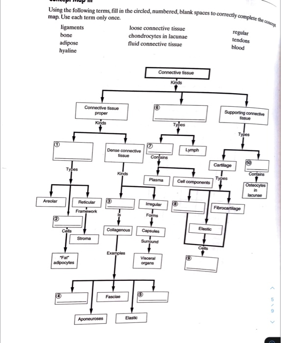 Solved Level 2: Reviewing Concepts 73 Concept Map II Using | Chegg.com