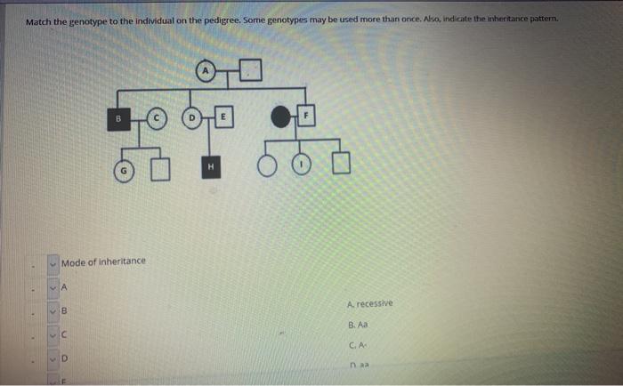 Solved Match the genotype to the individual on the pedigree. | Chegg.com