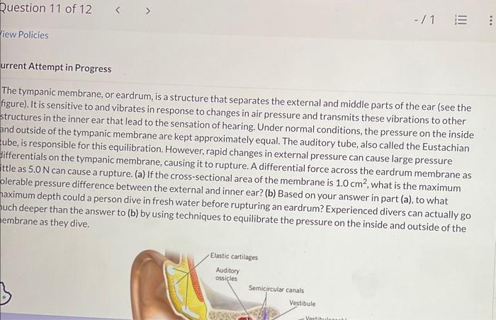 Solved The tympanic membrane, or eardrum, is a structure | Chegg.com