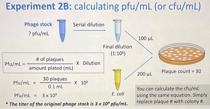 Experiment 2B: calculating pfu/mL (or | Chegg.com