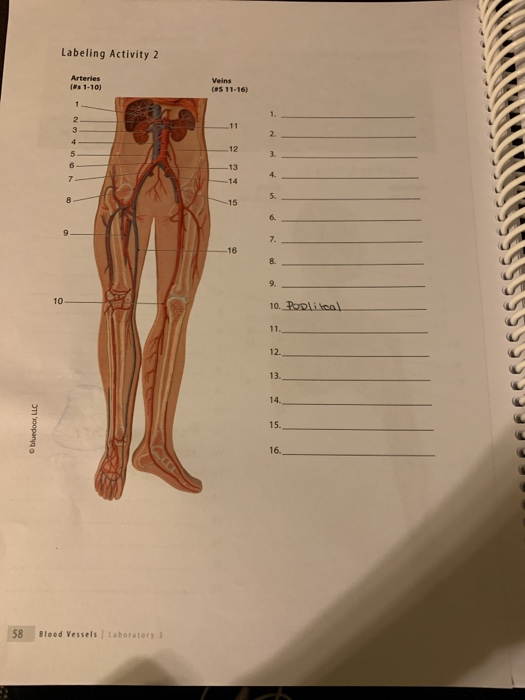 Solved Labeling Activity 2 Arteries (s 1-10) Veins (AS | Chegg.com