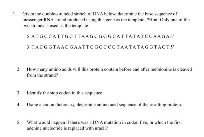 Solved Given the double-stranded stretch of DNA below, | Chegg.com