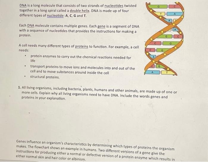 Solved DNA is a long molecule that consists of two strands | Chegg.com