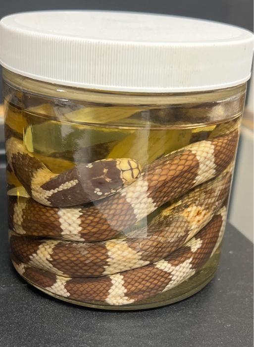 Solved observe the three snake specimens. 1. Based on skin | Chegg.com
