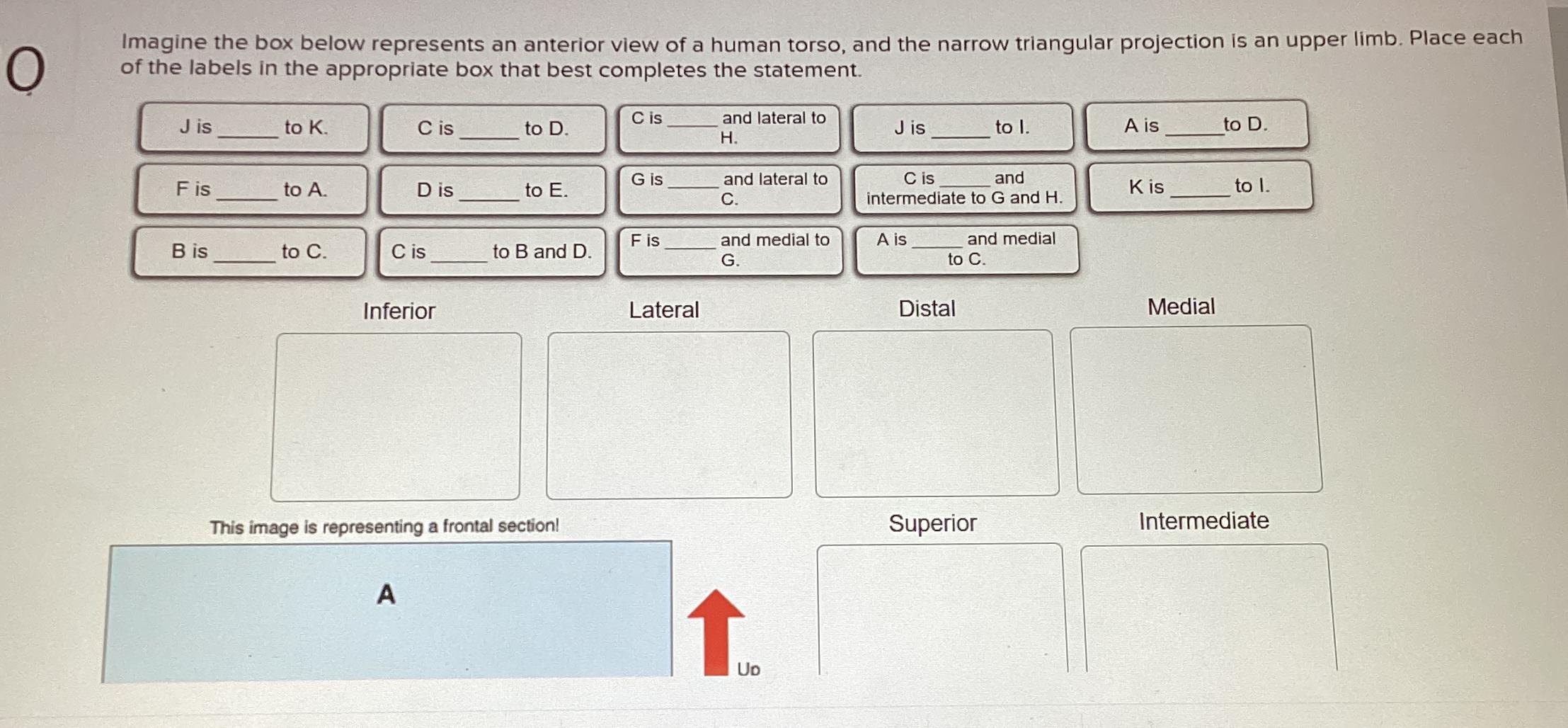 Solved Imagine the box below represents an anterior view of | Chegg.com