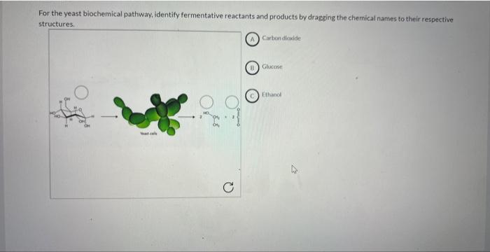 Solved For the yeast biochemical pathway, identify | Chegg.com