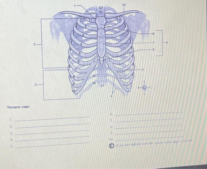 Solved Thoracic cage. 1. 6. 1. 2. (8). 3. 9. 4. | Chegg.com