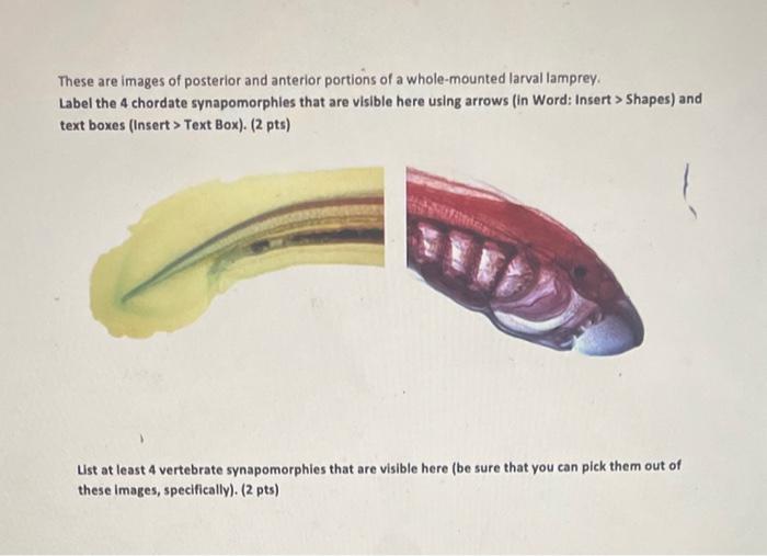 Solved These are images of posterior and anterior portions | Chegg.com