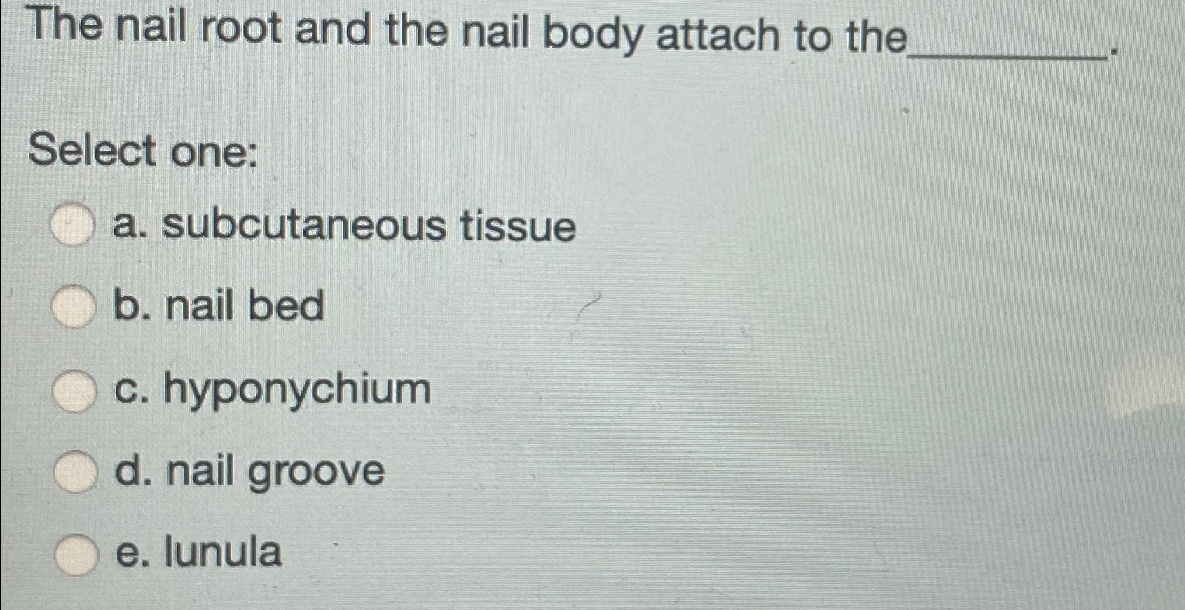 Solved The nail root and the nail body attach to theSelect | Chegg.com