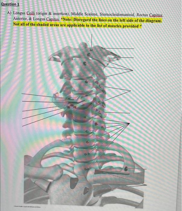 Solved Question 1 A) Longus Colli (origin & insertion), | Chegg.com
