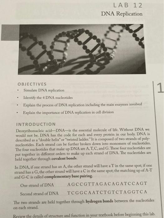 Solved LAB 12 DNA Replication 1 . OBJECTIVES Simulate DNA | Chegg.com