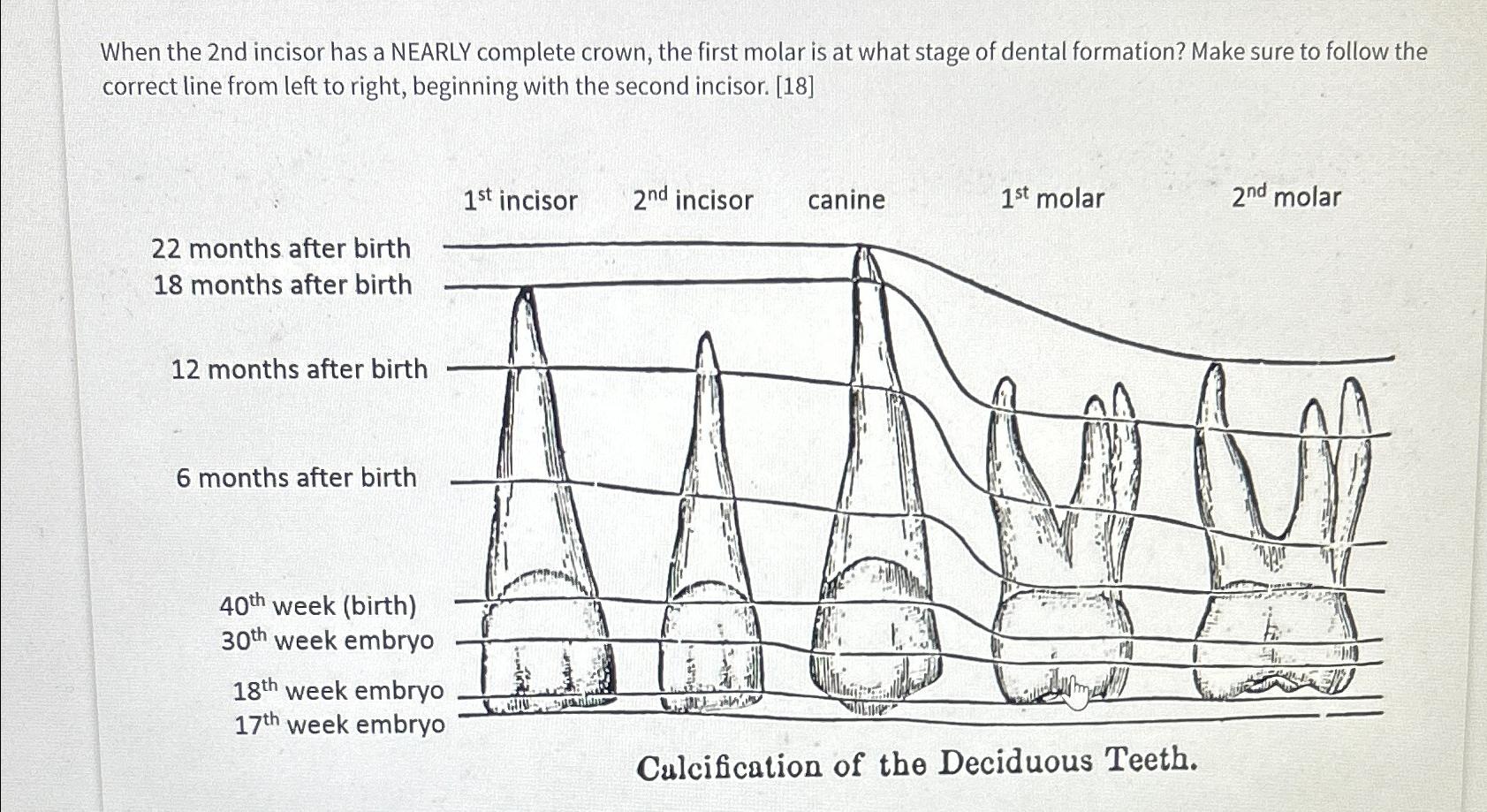 Solved When the 2nd incisor has a NEARLY complete crown, the | Chegg.com