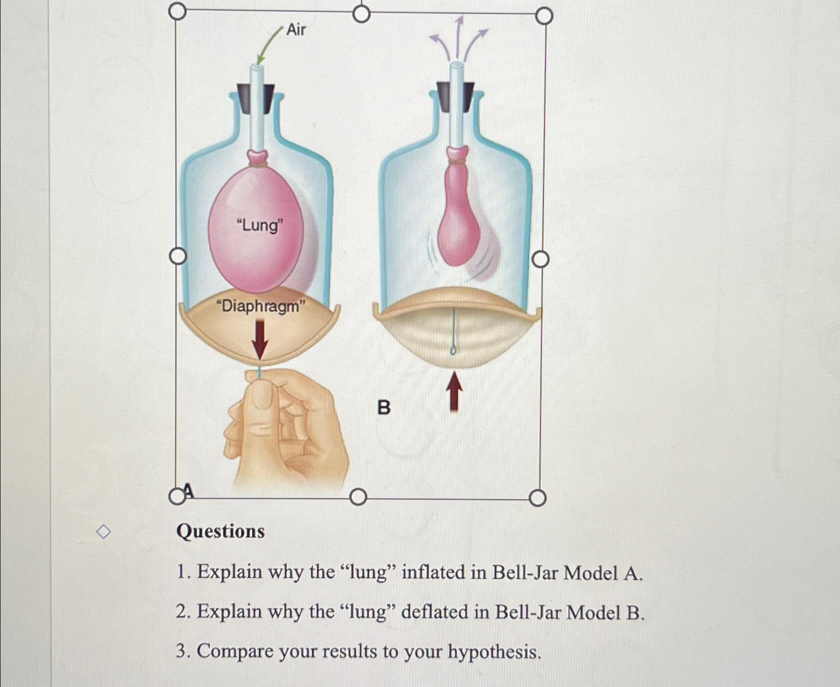 Solved QuestionsExplain why the "lung" inflated in Bell-Jar | Chegg.com