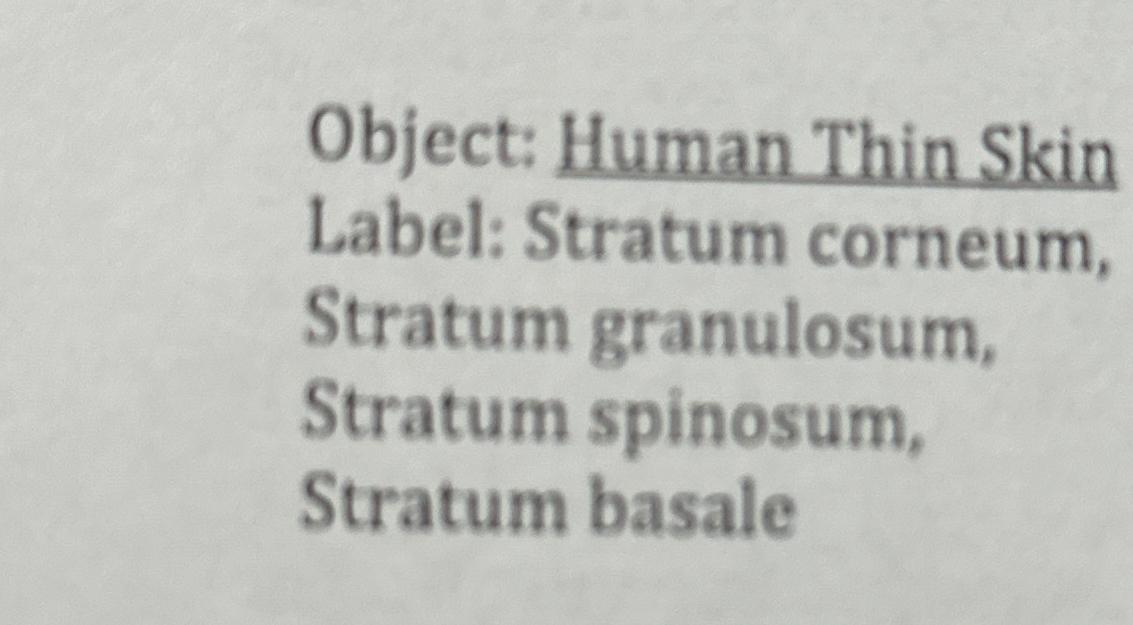 Solved Object: Human Thin Skin Label: Stratum corneum, | Chegg.com