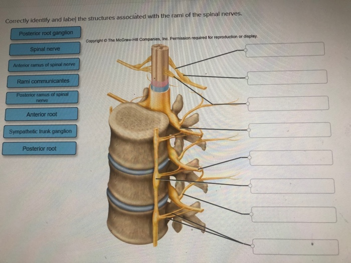 Solved Correctly identify and label the structures | Chegg.com