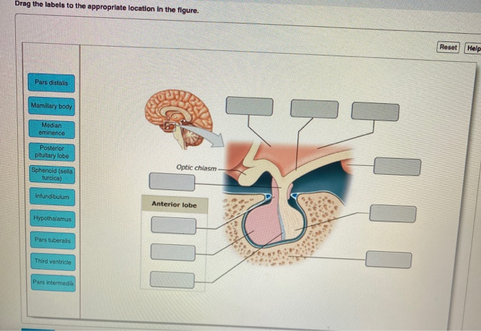 Solved Drag the labels to the appropriate location in the | Chegg.com