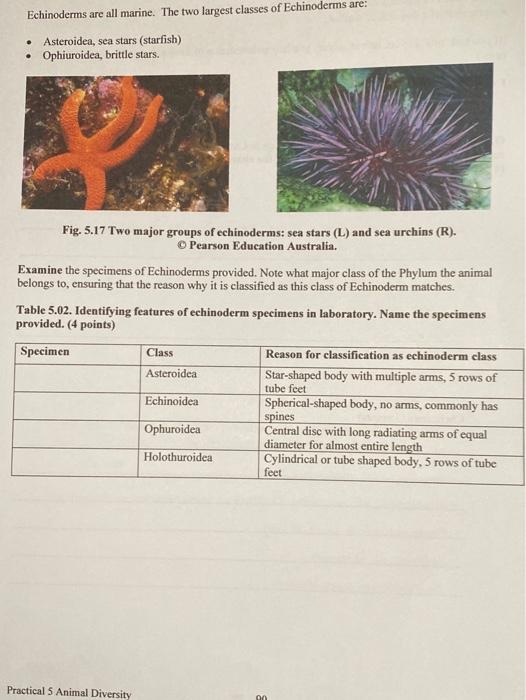 Solved Echinoderms are all marine. The two largest classes | Chegg.com