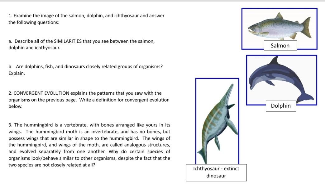 Solved 1. Examine the image of the salmon, dolphin, and | Chegg.com