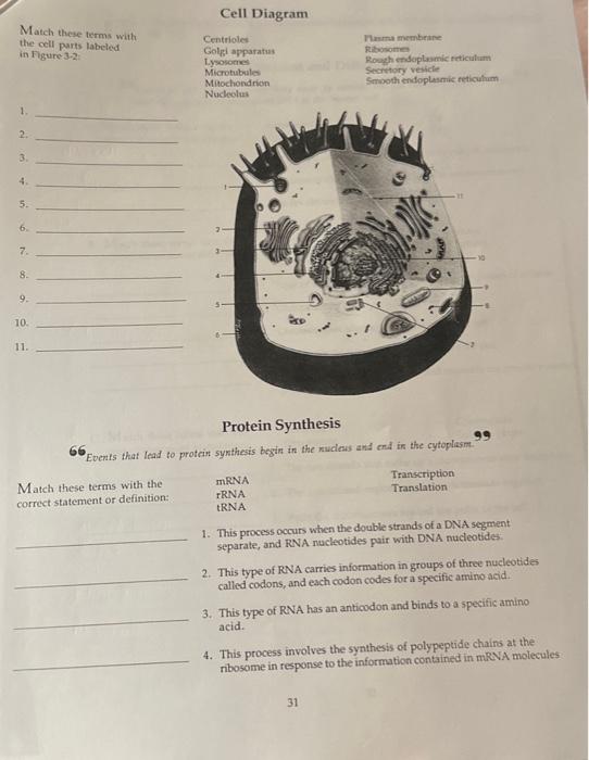 Solved Cell Diagram Match these terms with the cell parts | Chegg.com