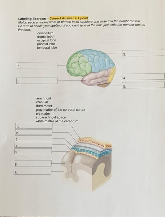 Solved Labeling Exercise - Correct Answer1 point Match each | Chegg.com