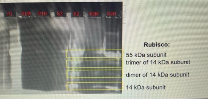 Solved kDa 15 Marker Filtrate S1 P1 P1M P1H S2 P2 ? / P2M | Chegg.com