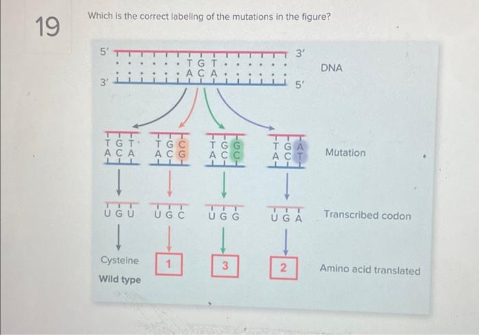 Solved Which is the correct labeling of the mutations in the | Chegg.com
