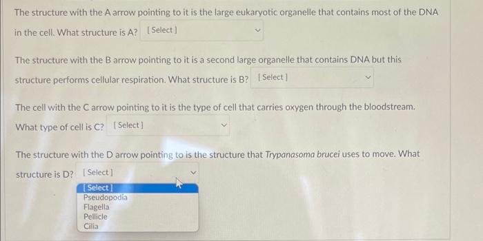 Solved A B The structure with the A arrow pointing to it is | Chegg.com