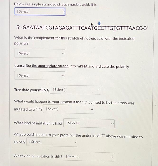 Solved Below is a single stranded stretch nucleic acid. It | Chegg.com
