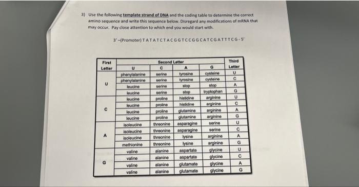 Solved 3) Use the following template strand of DNA and the | Chegg.com