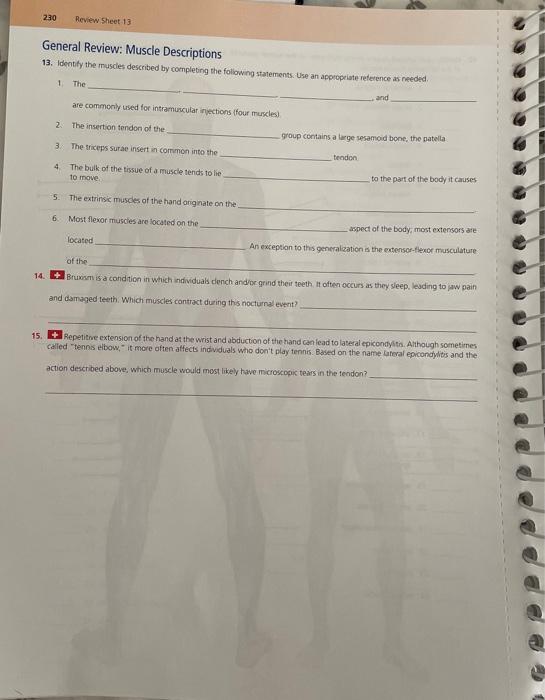 Solved General Review: Muscle Descriptions 13. Identify the | Chegg.com